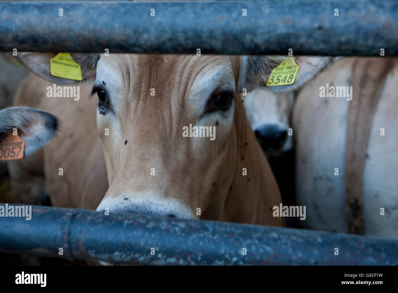 Tonco hi-res stock photography and images - Alamy