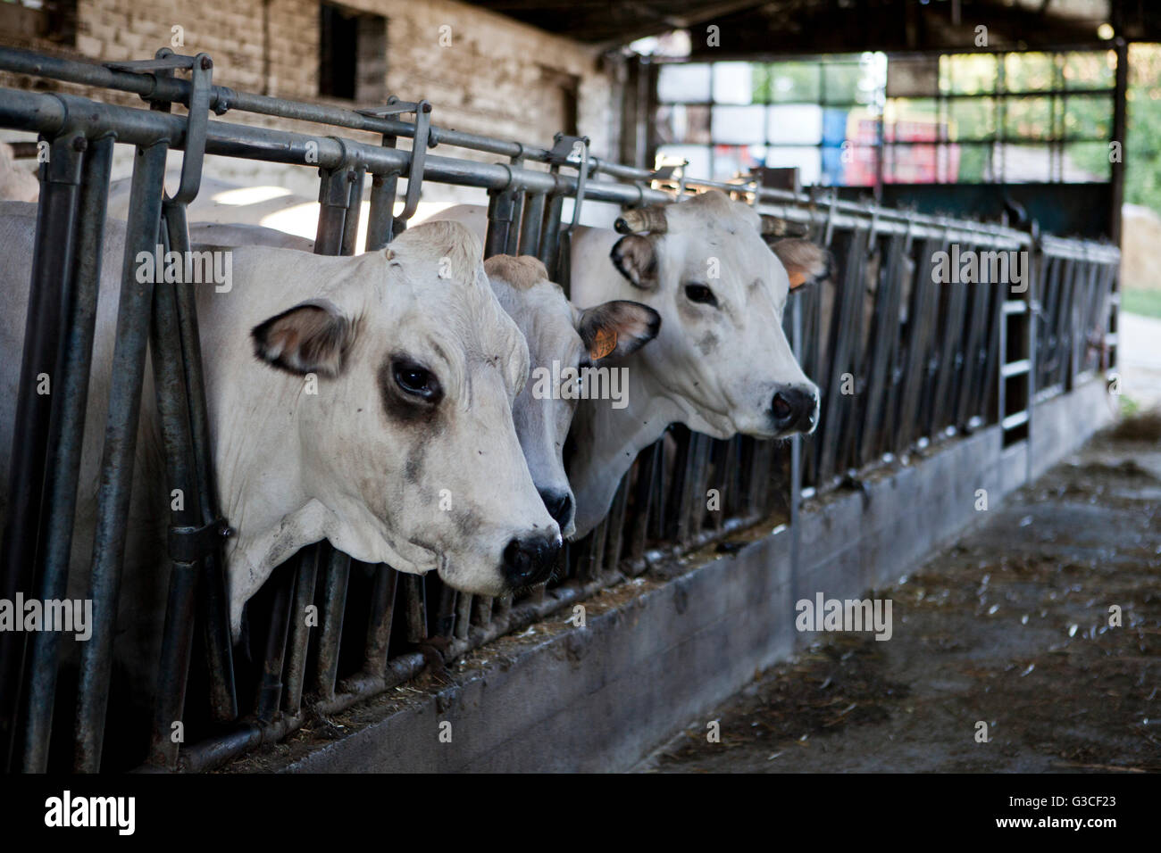 Tonco hi-res stock photography and images - Alamy