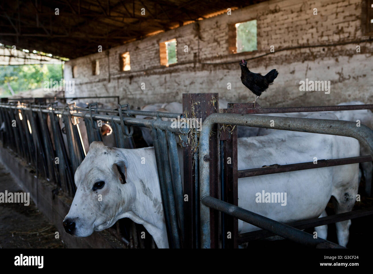 Tonco hi-res stock photography and images - Alamy