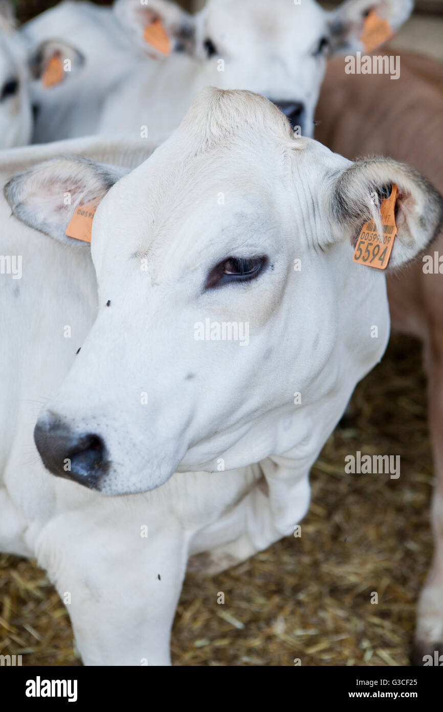 Tonco hi-res stock photography and images - Alamy