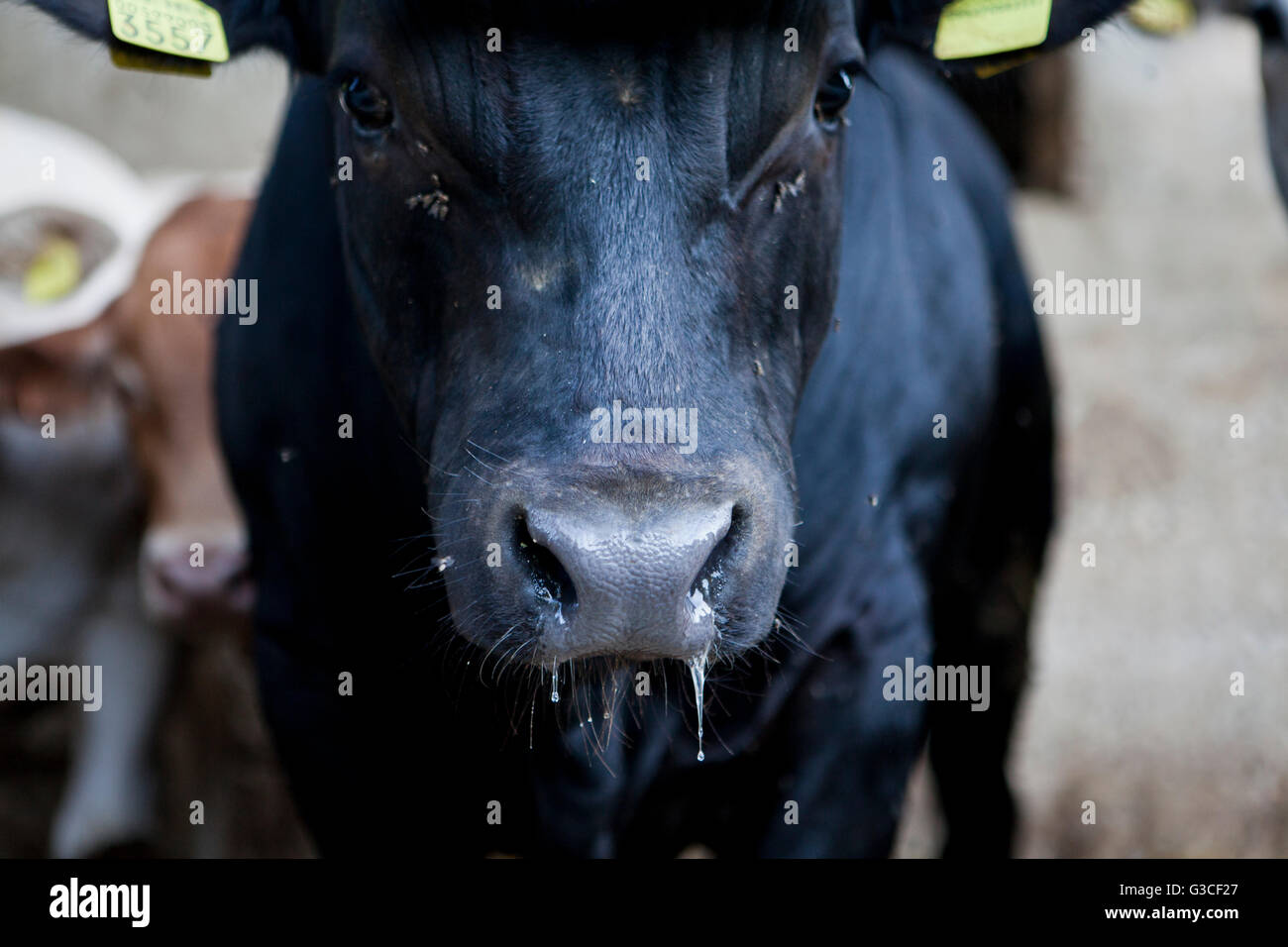 Tonco hi-res stock photography and images - Alamy