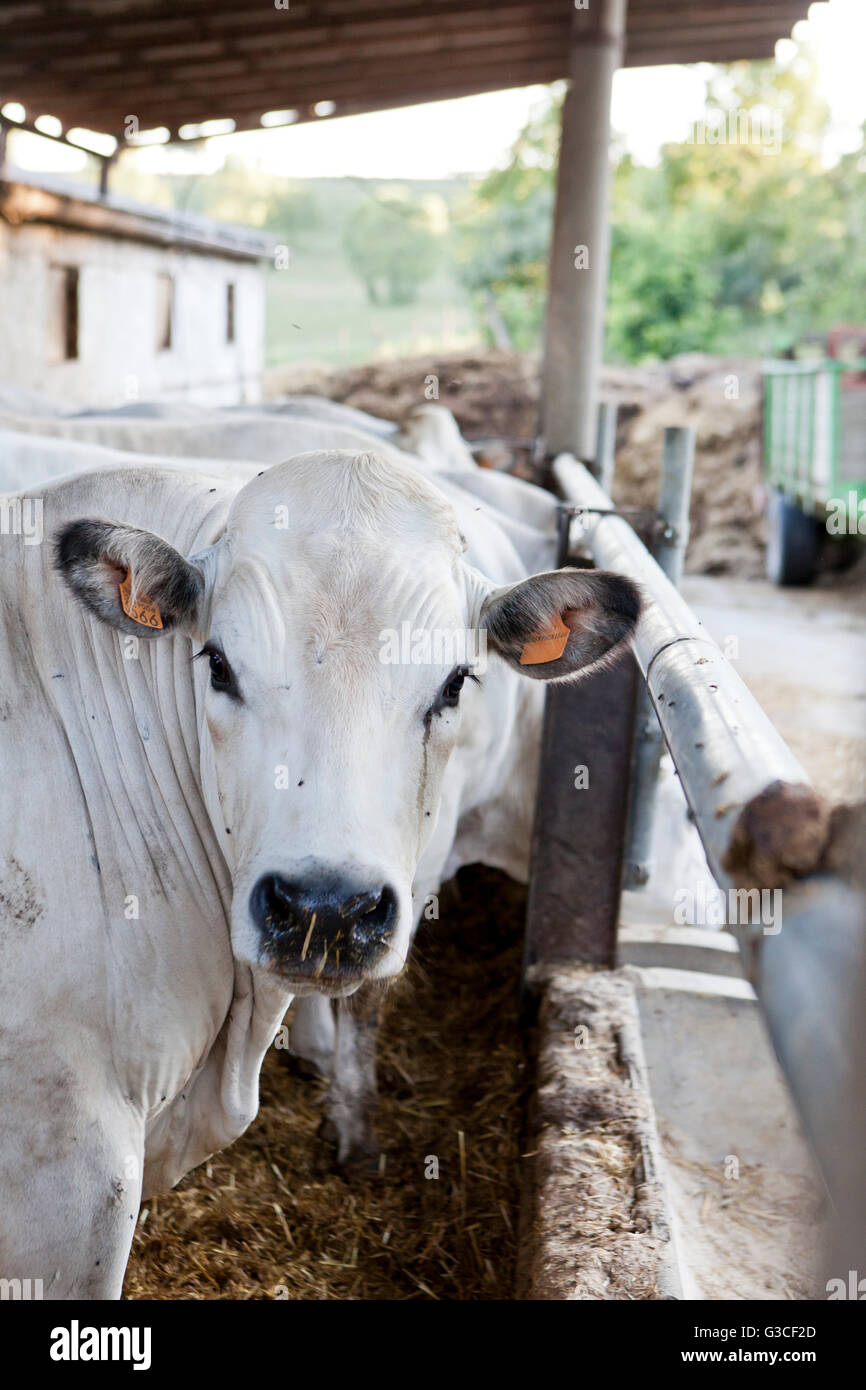 Tonco hi-res stock photography and images - Alamy