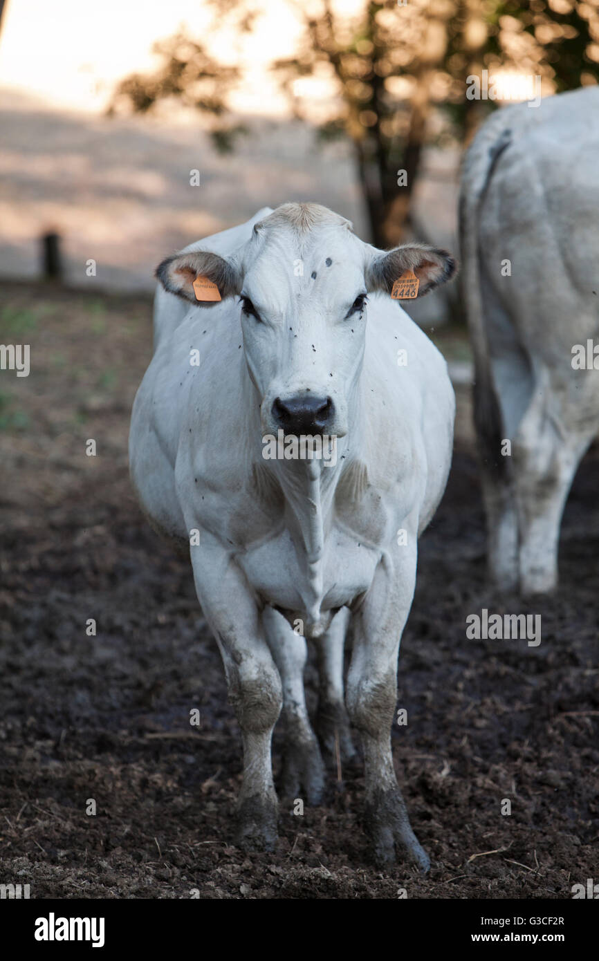 Tonco hi-res stock photography and images - Alamy