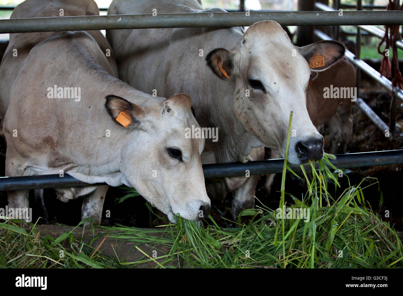 Tonco hi-res stock photography and images - Alamy