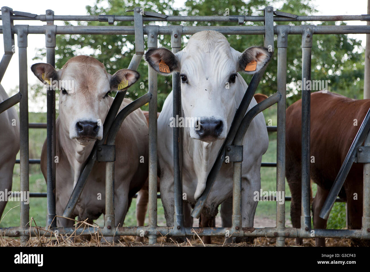 Tonco hi-res stock photography and images - Alamy