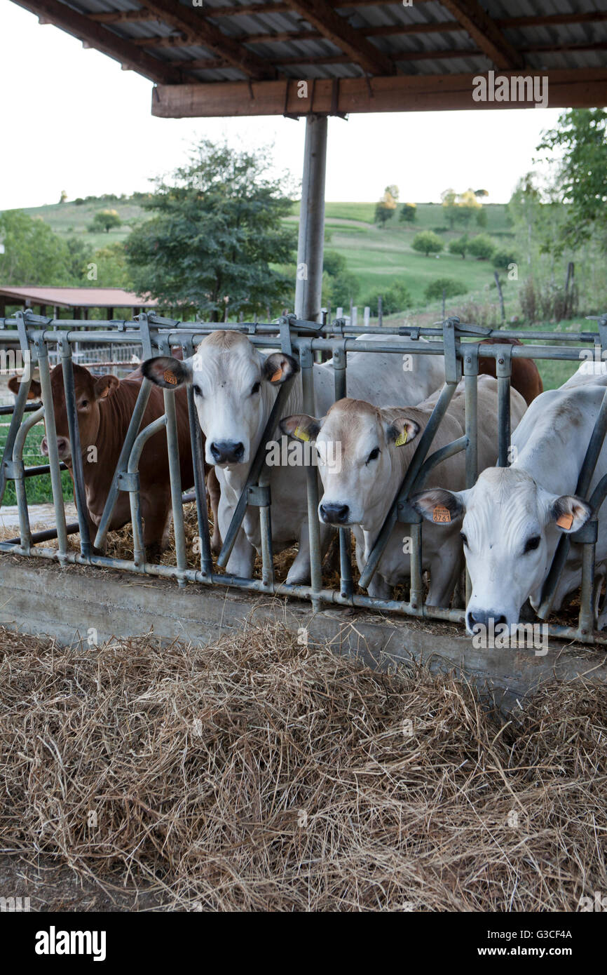 Tonco hi-res stock photography and images - Alamy