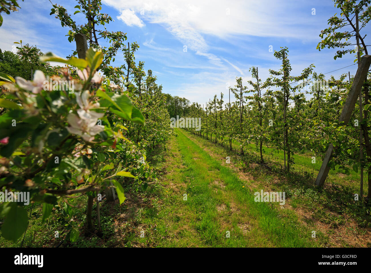 Fruits in trees hi-res stock photography and images - Alamy