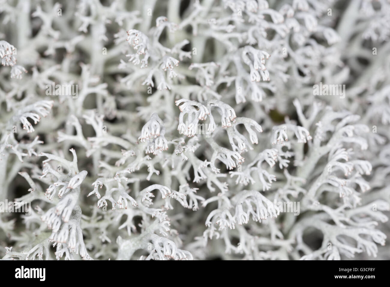 Lichen field hi-res stock photography and images - Alamy