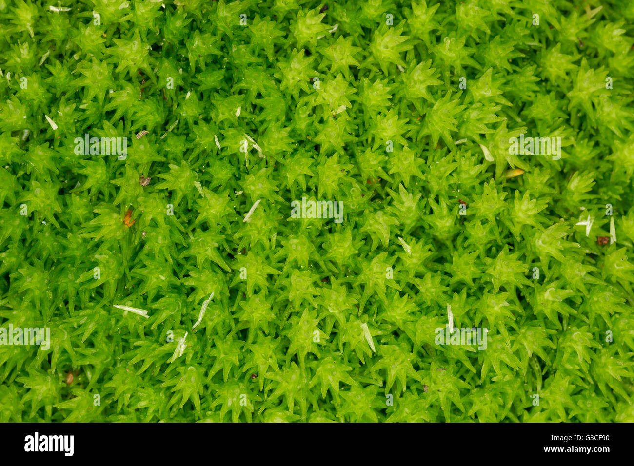 Green moss in macro photography as background.Small depth of field ...