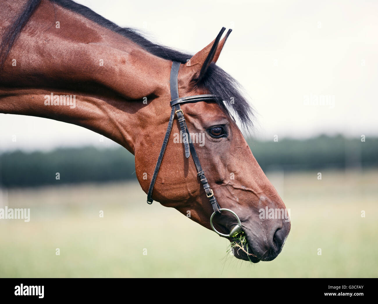 Chestnut stallion hi-res stock photography and images - Alamy