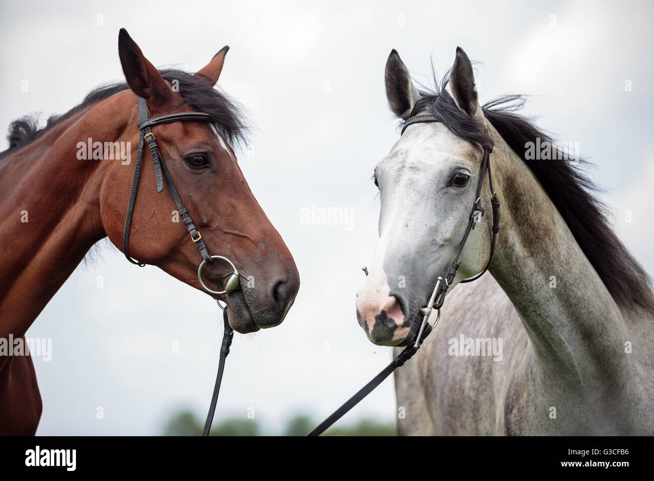 Two white horses hi-res stock photography and images - Alamy