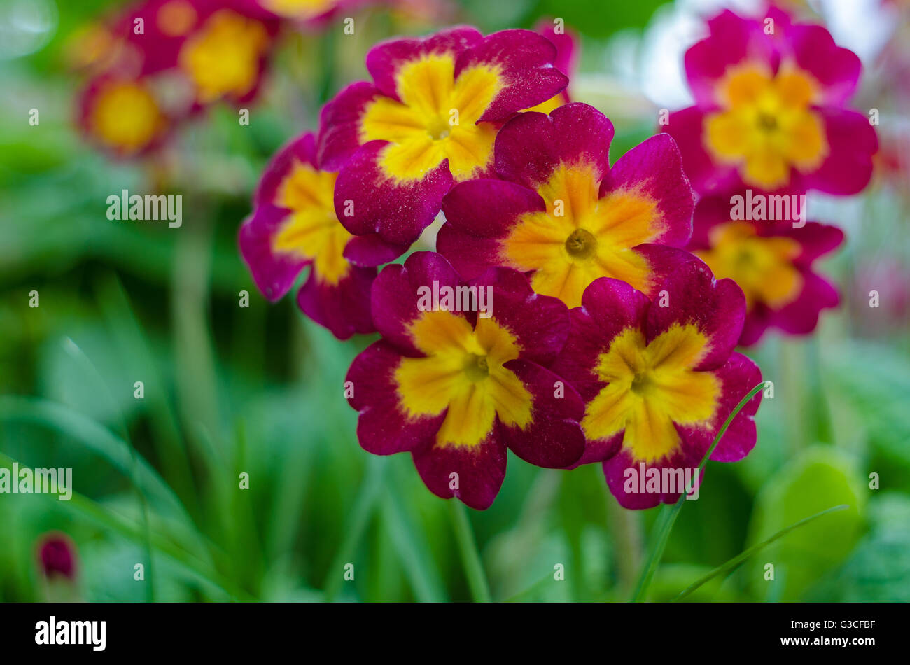 Flowering primrose, primrose in the garden closeup Stock Photo - Alamy