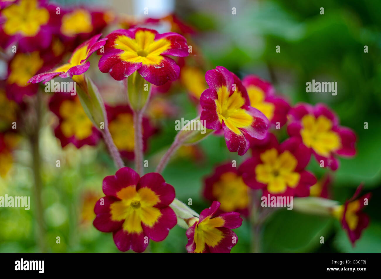 Primroses in pots hi-res stock photography and images - Alamy