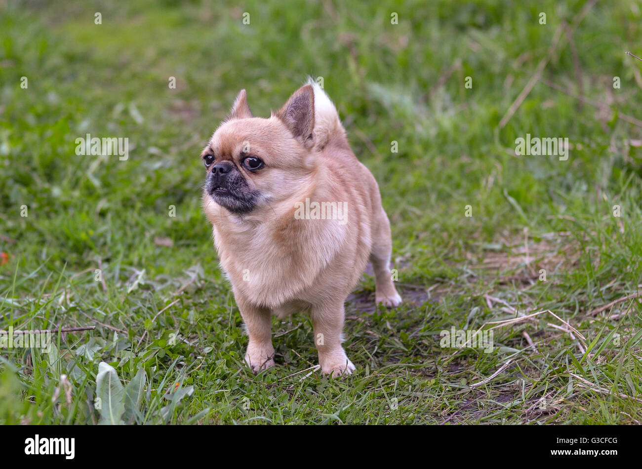 Fang dog hi-res stock photography and images - Alamy