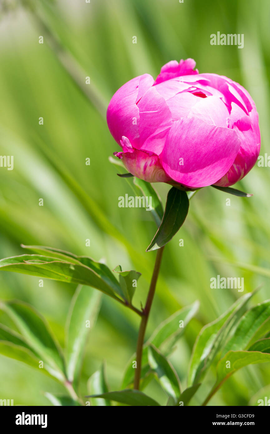 In the picture depicts a beautiful pink peony Stock Photo - Alamy