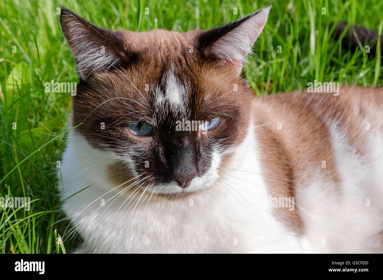 Cat Siamese outdoors Stock Photo - Alamy