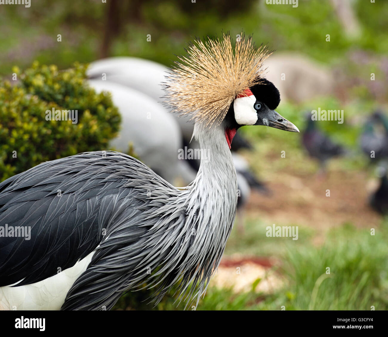Portrait of Grey Crowned Crane Stock Photo - Alamy