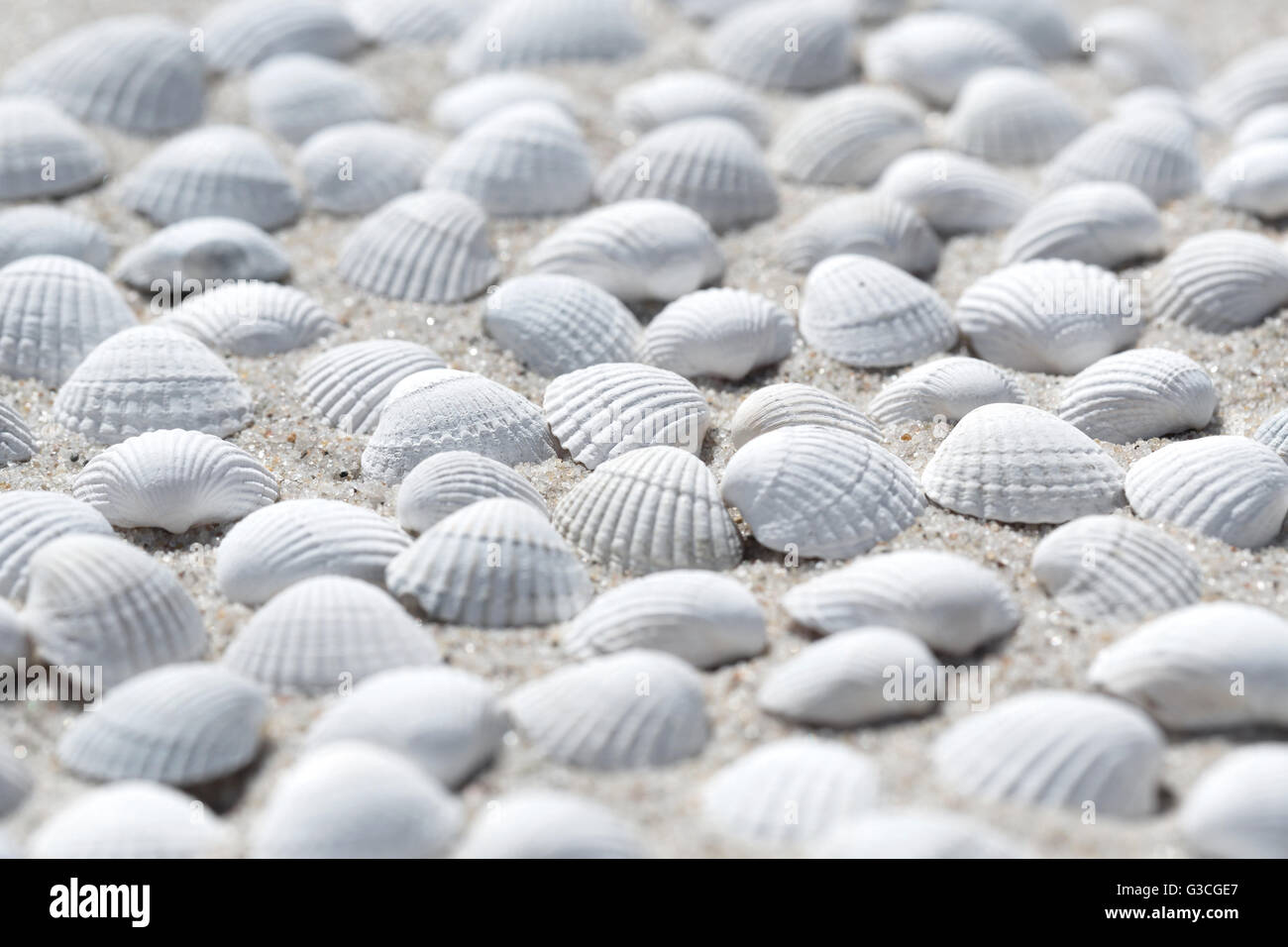 White sand shells background hi-res stock photography and images - Alamy