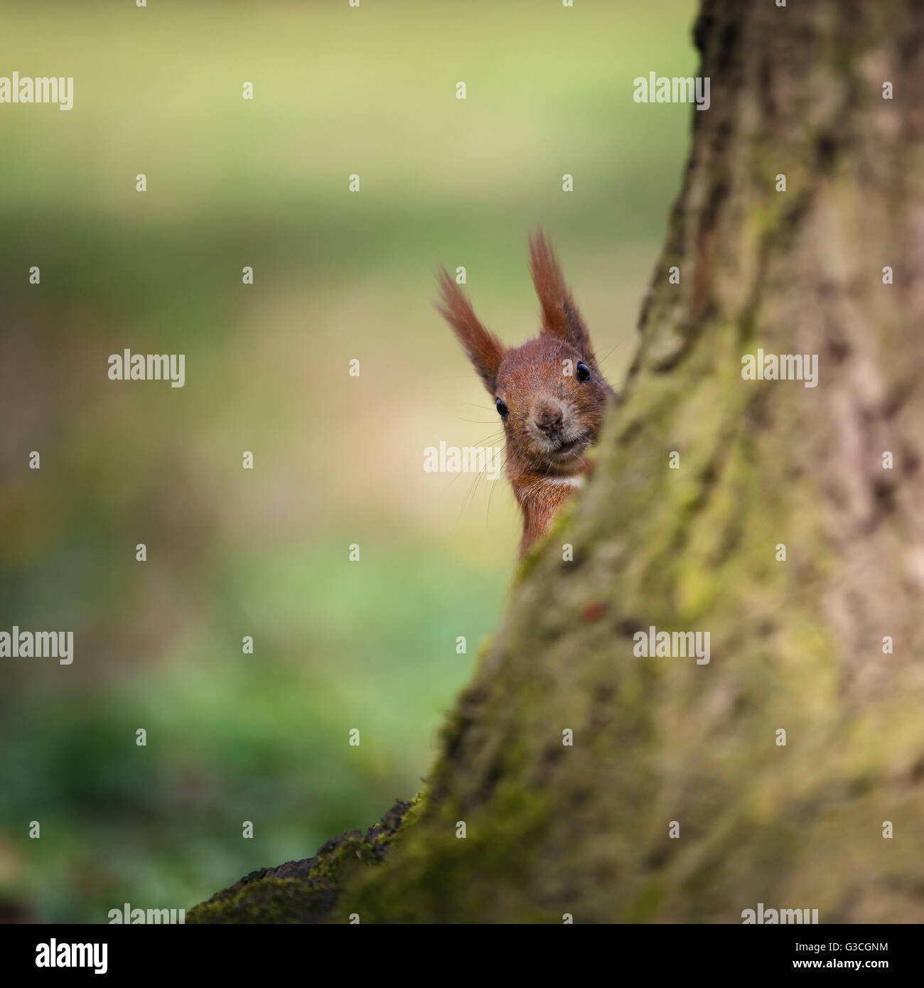 Squirrel looking from behind a tree. Small depth of field Stock Photo ...