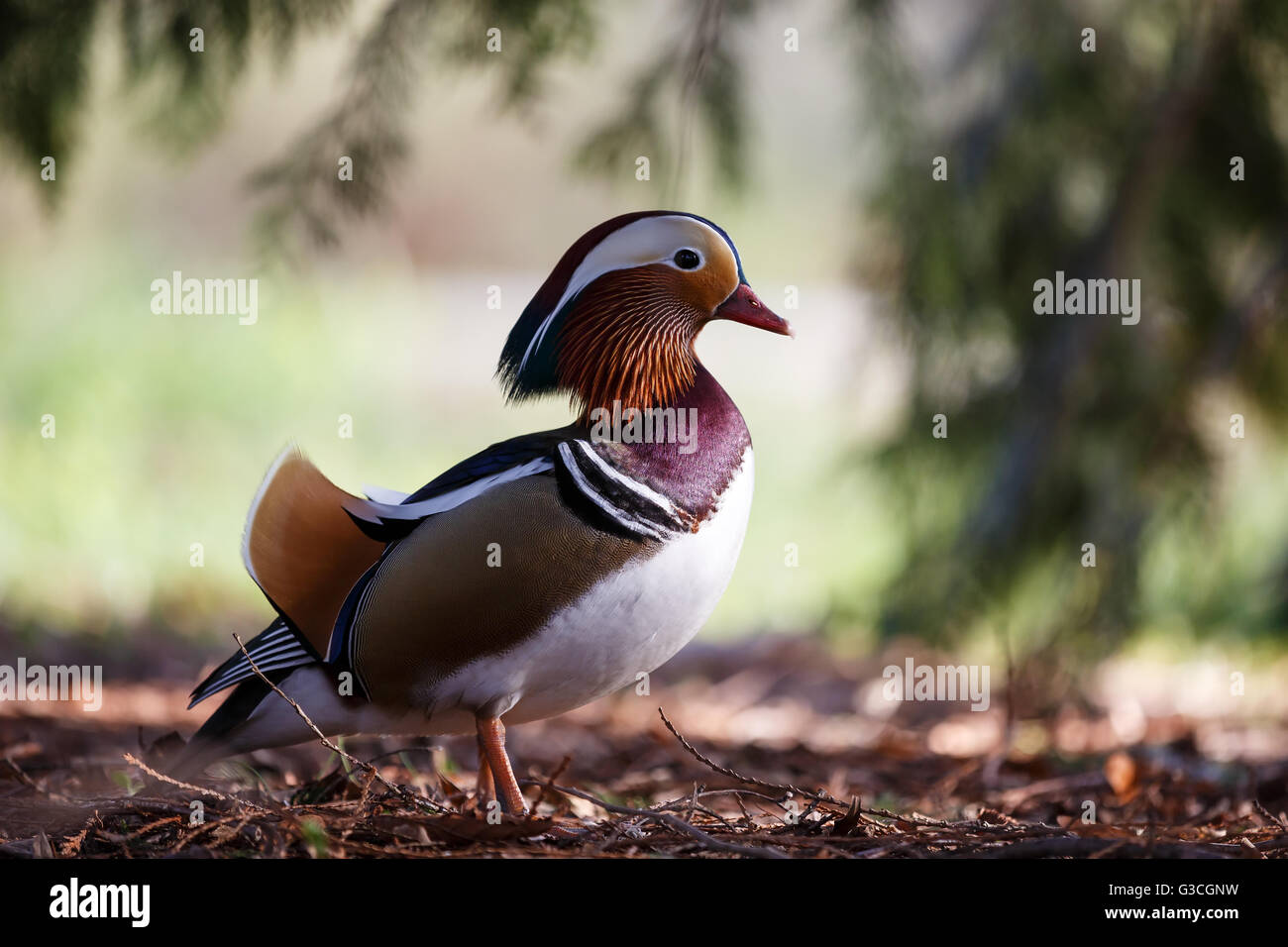 Mandarin bird hi-res stock photography and images - Alamy