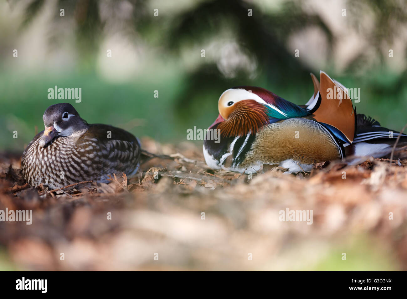 Mandarin ducks couple hi-res stock photography and images - Alamy