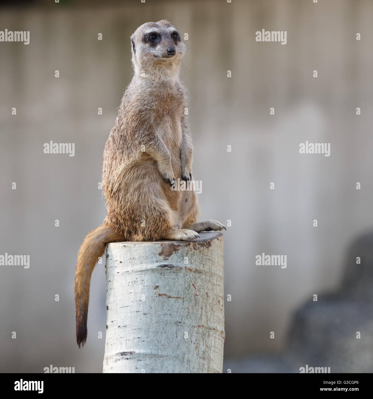 Meerkat sitting on guard Stock Photo - Alamy
