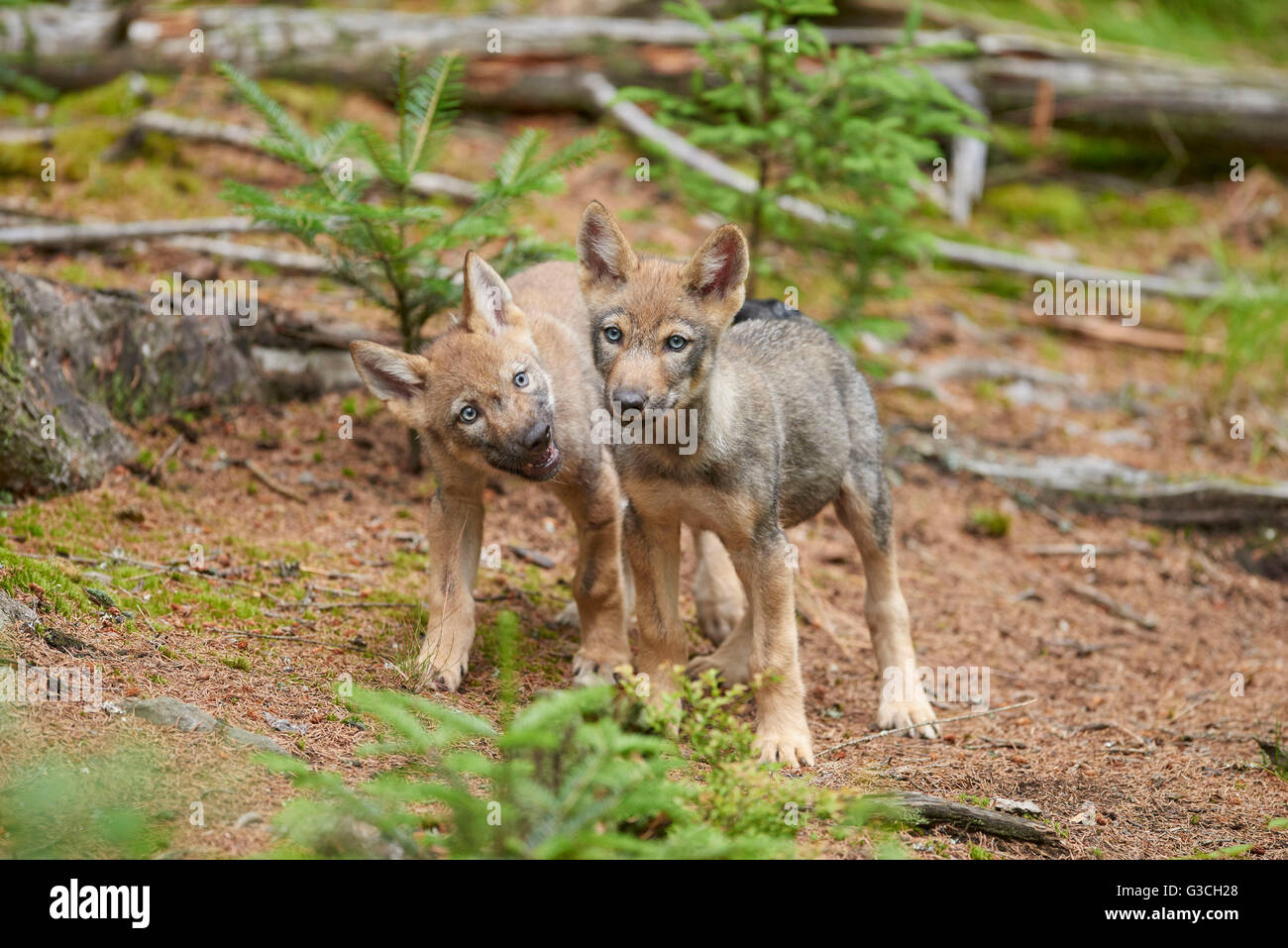 Eurasian wolf, Canis lupus lupus, young animal, lateral, head-on Stock ...