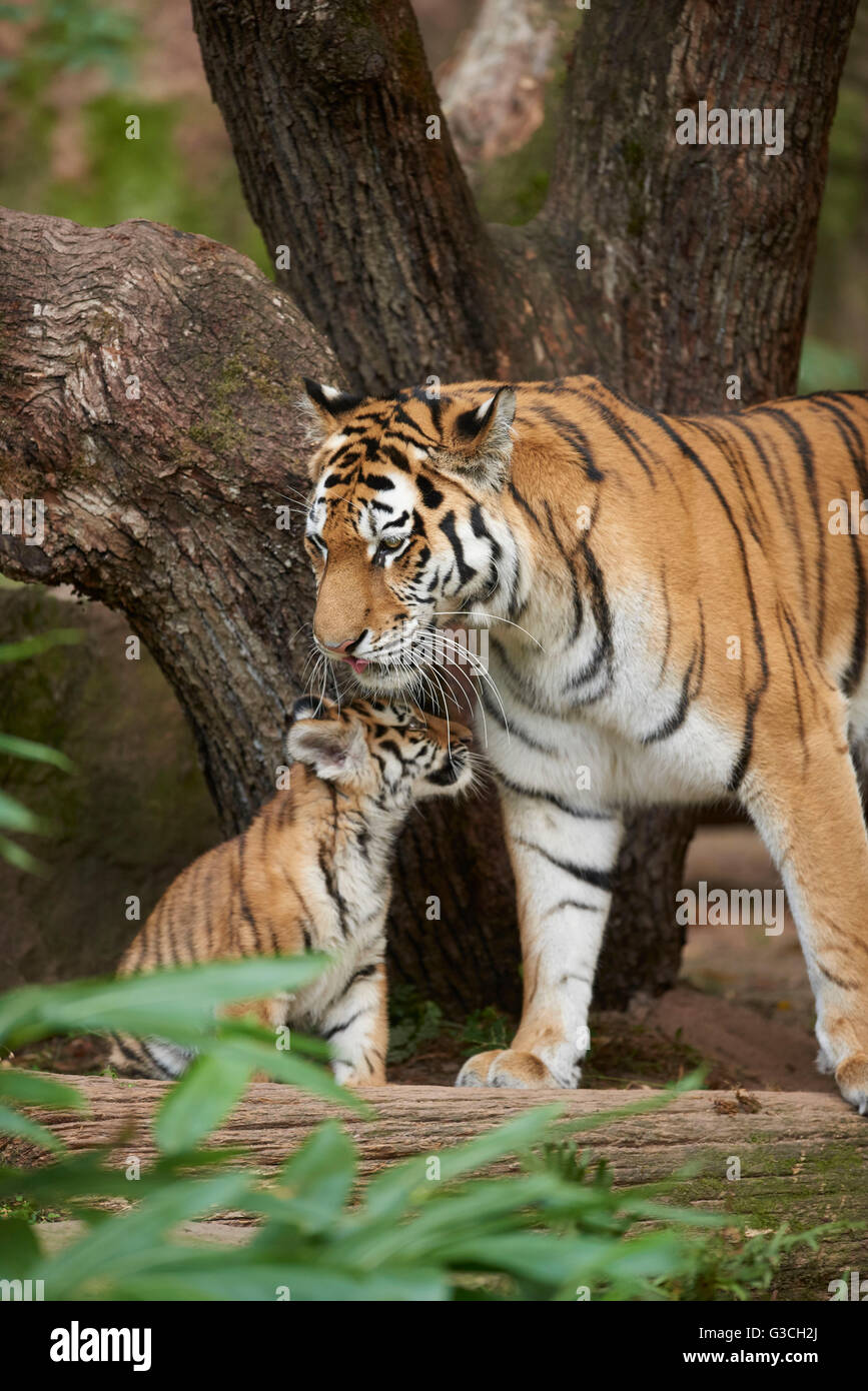 Tiger Cubs Cuddling A Shredded Human Hand
