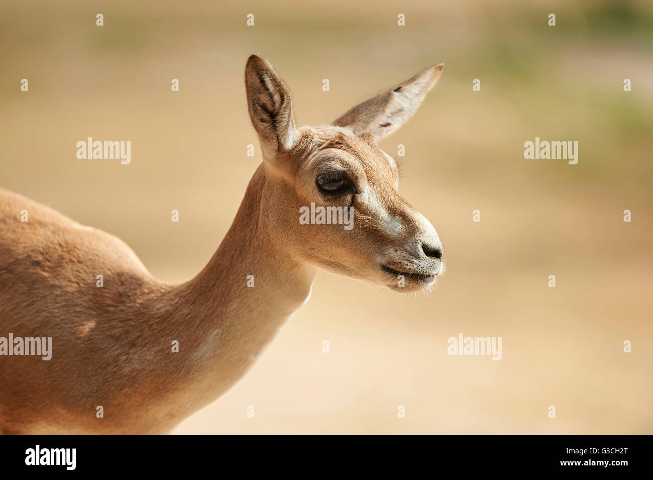 goitered gazelle, Gazella subgutturosa, female, portrait, sideways ...