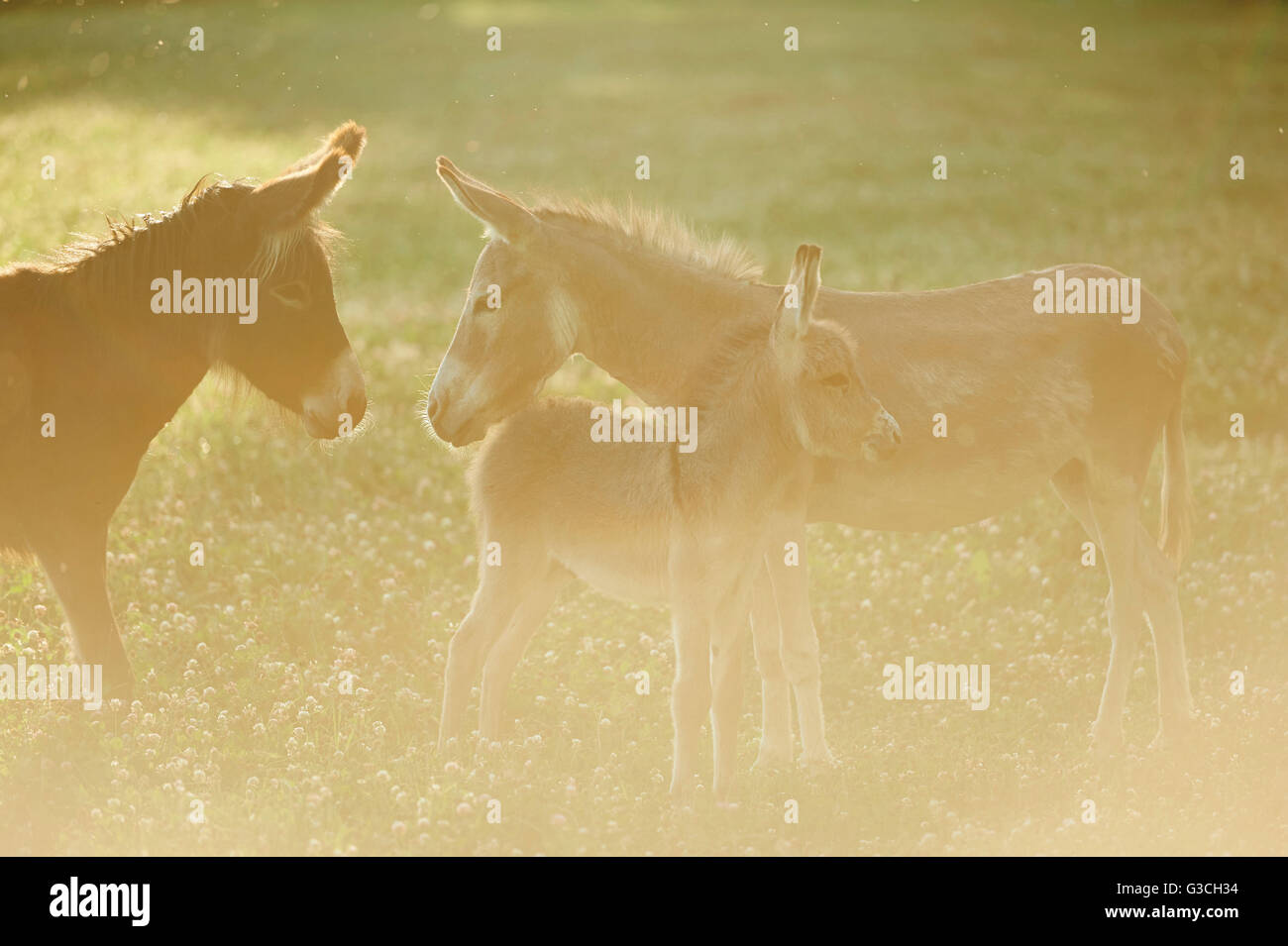 Donkey colt hi-res stock photography and images - Alamy