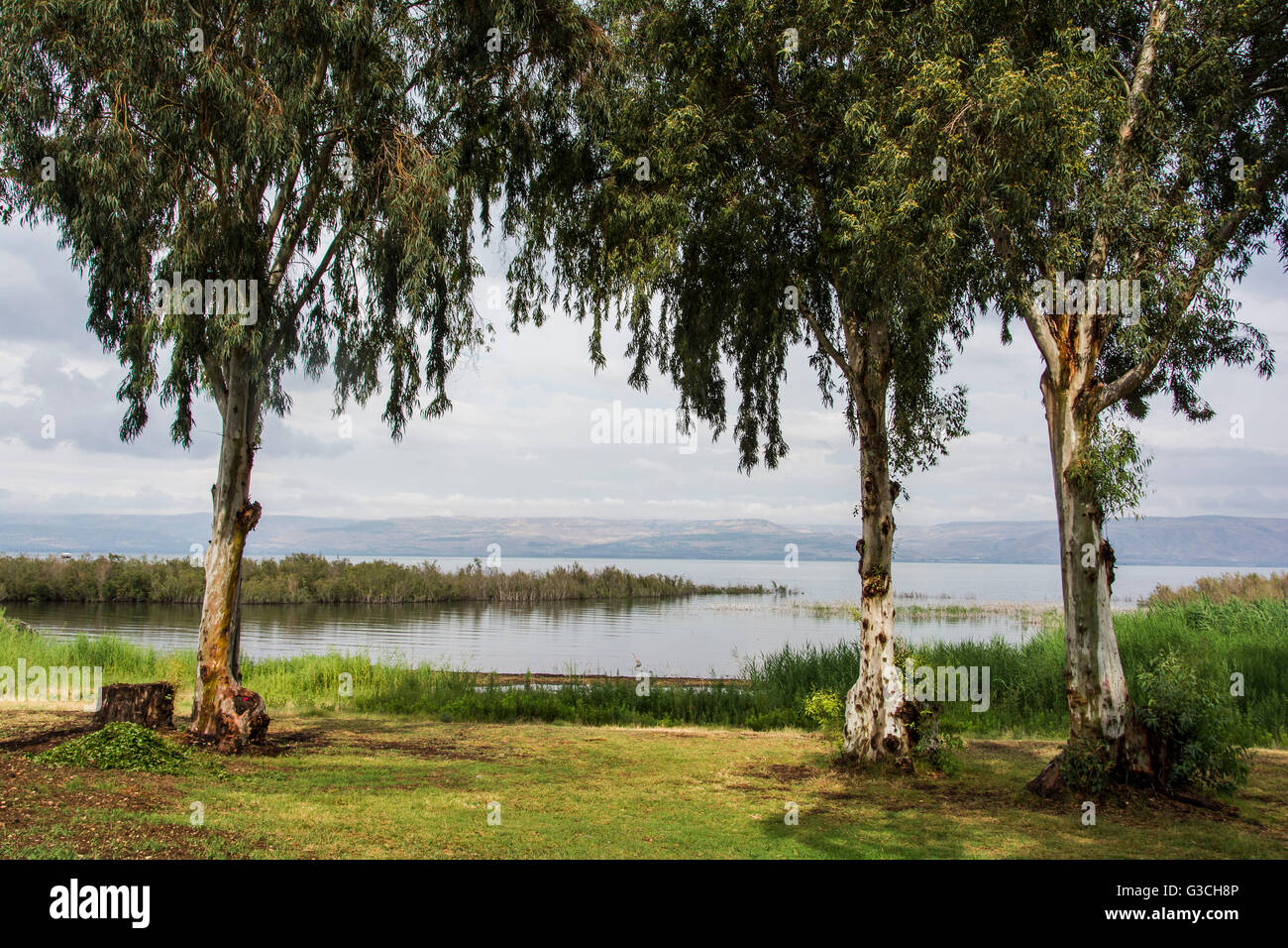 Israel, the Sea of Galilee, north shore, landscape, lakeside, trees ...