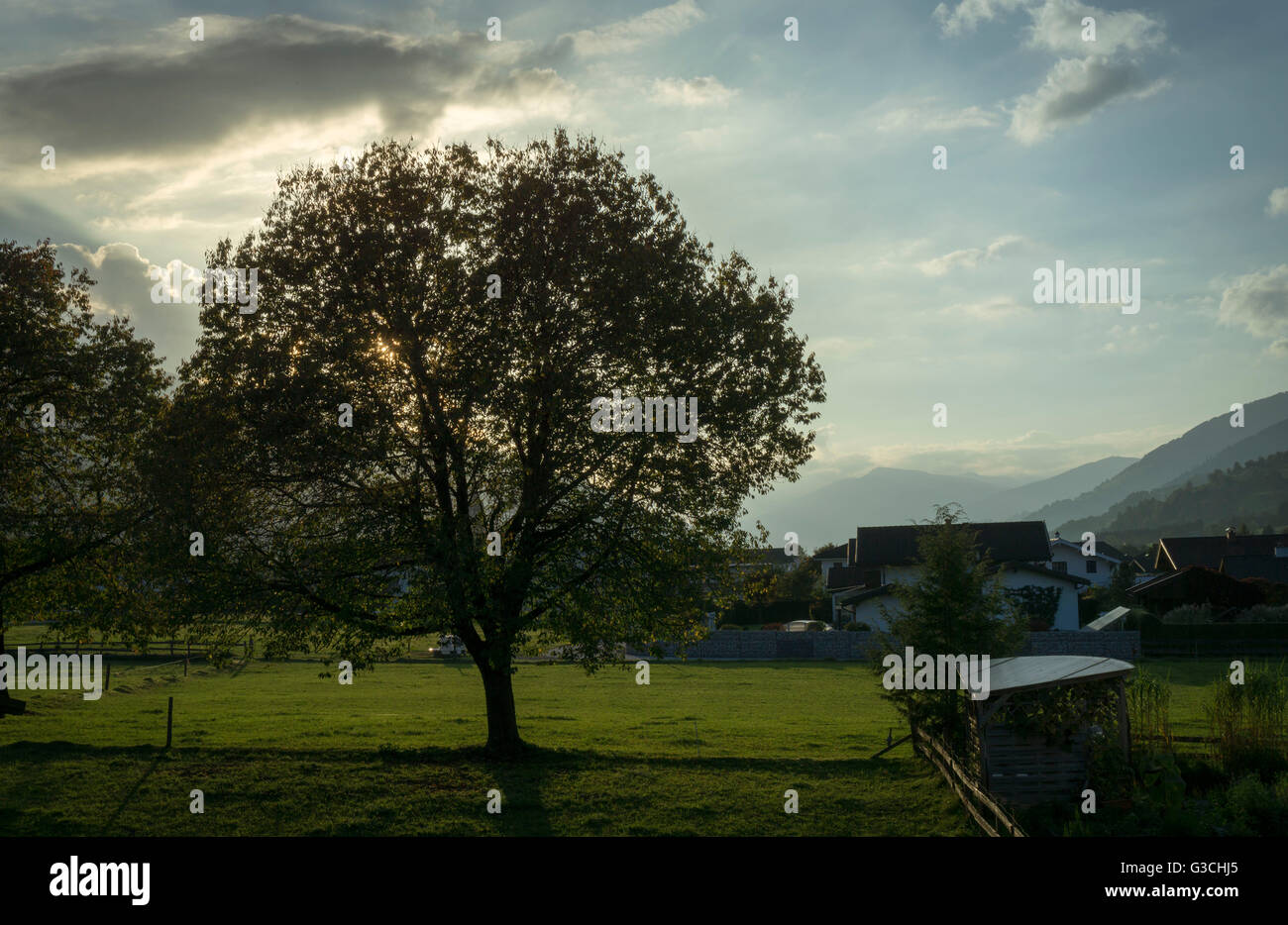 Single tree in landscape Stock Photo - Alamy