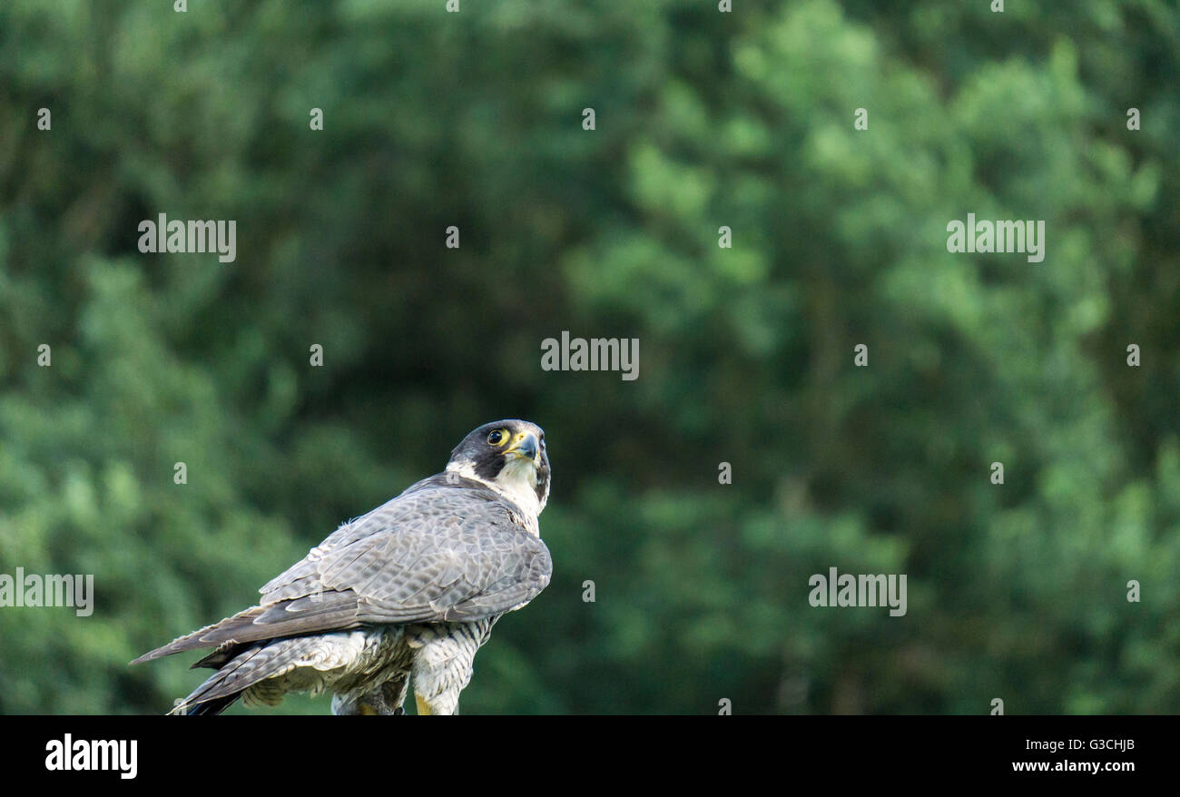 Falcon, green background, bokeh, Falco Stock Photo - Alamy