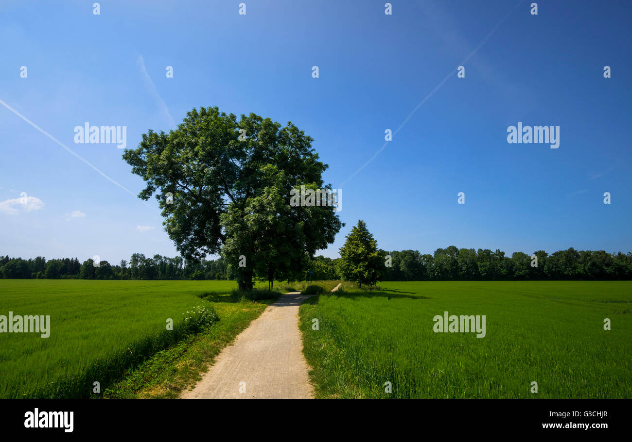 Green tree with blue sky Stock Photo - Alamy