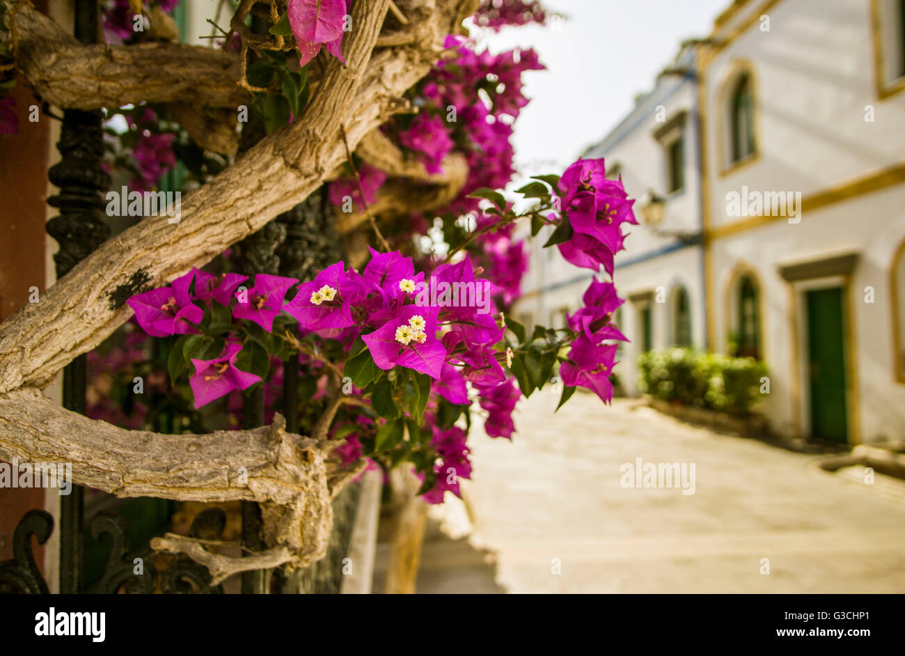 Extreme close up flowers hi-res stock photography and images - Alamy
