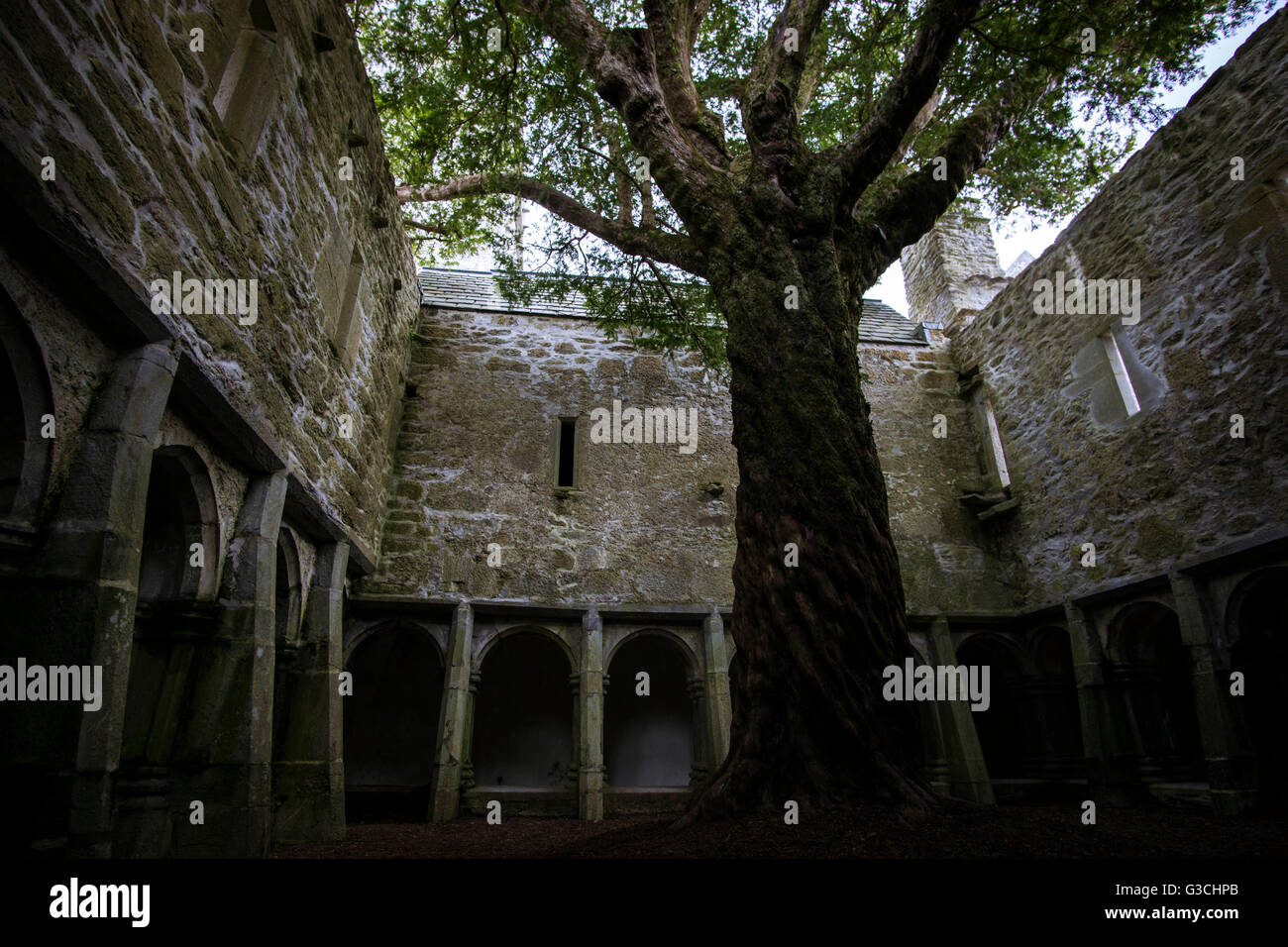 Killarney abbey hi-res stock photography and images - Alamy