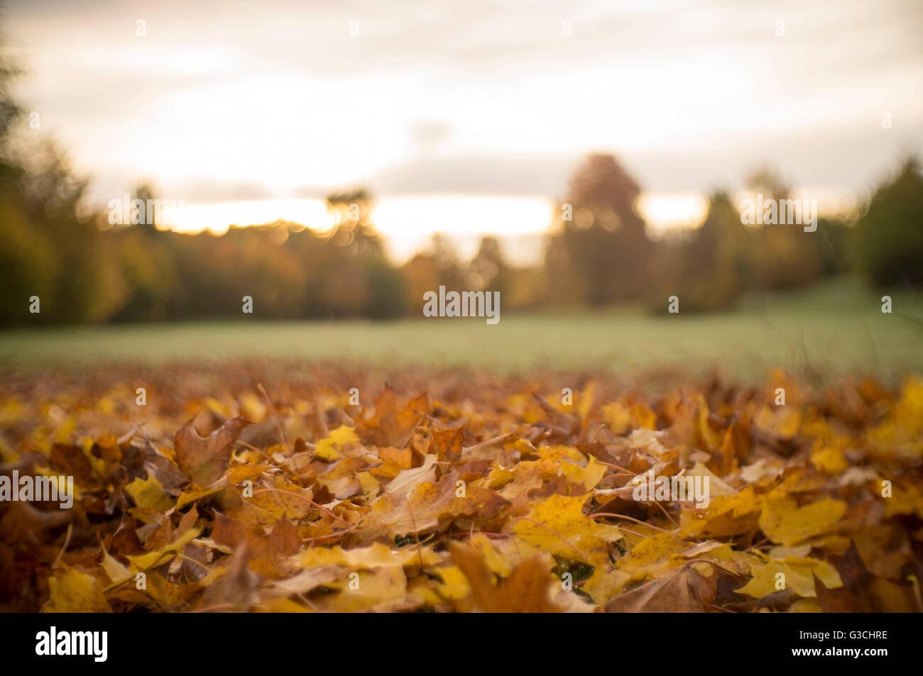 Depth of field, foliage with trees in the background Stock Photo - Alamy