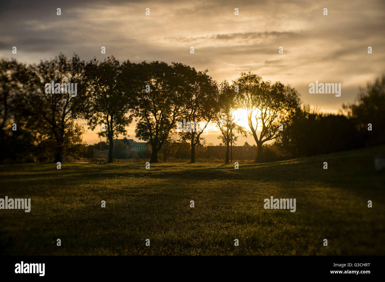 Sunshine through trees Stock Photo - Alamy