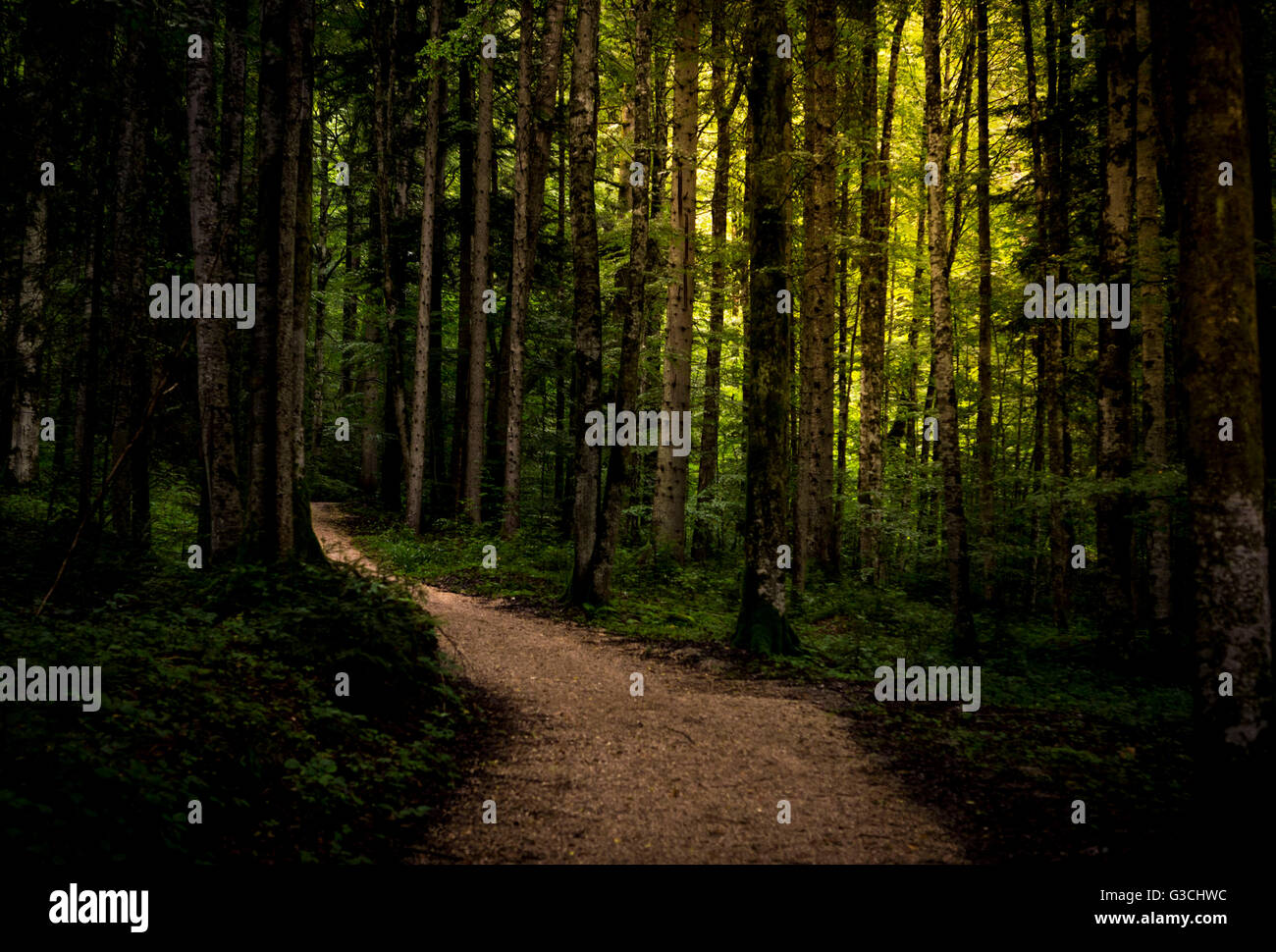 Path through forest, sunlight Stock Photo - Alamy