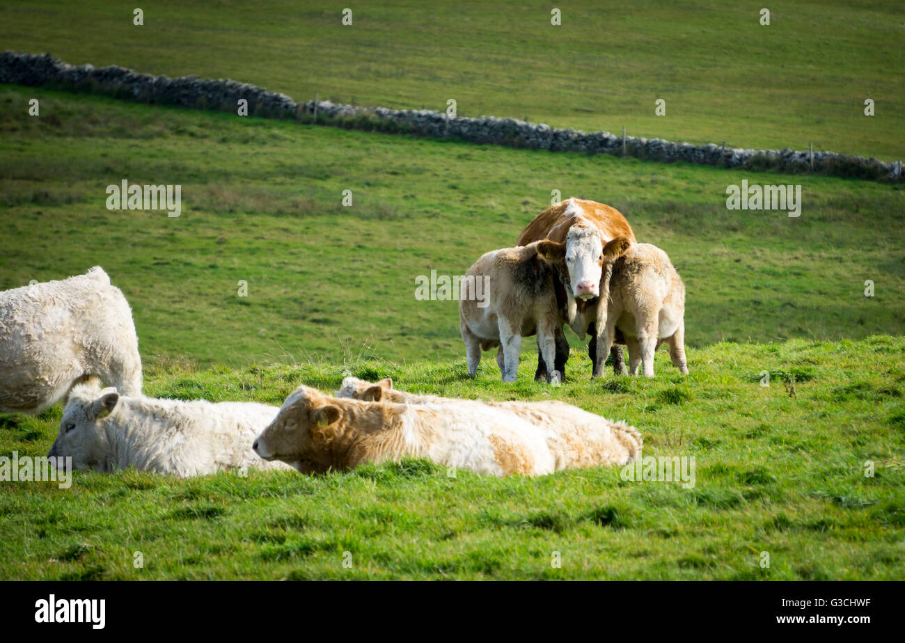 Downer cow hi-res stock photography and images - Alamy