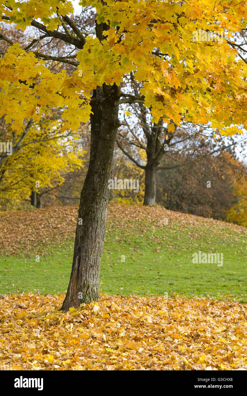 Maple tree colours hi-res stock photography and images - Alamy