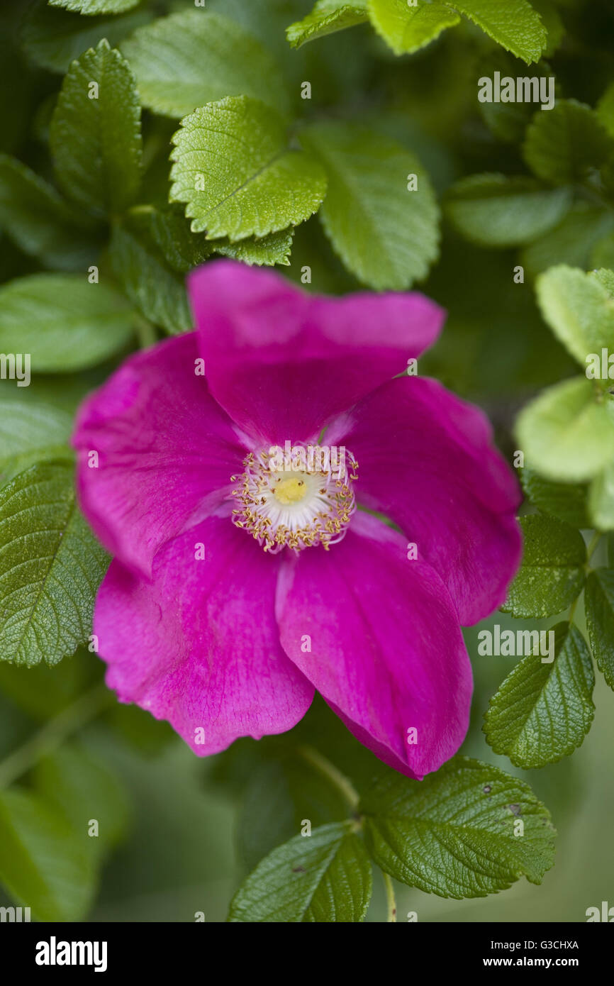 Blossom of the Japanese rose Stock Photo - Alamy