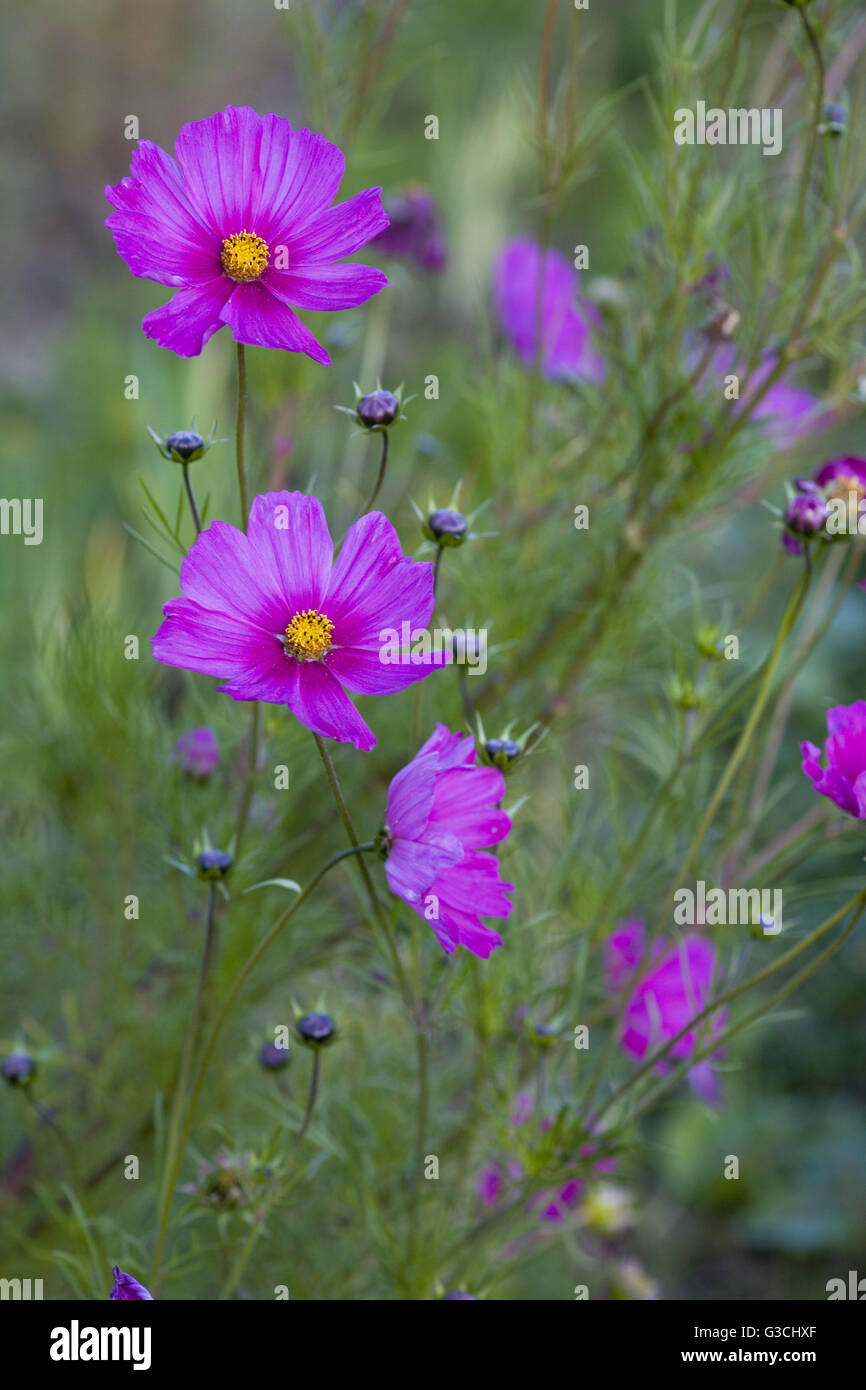 Purple cosmea hi-res stock photography and images - Alamy