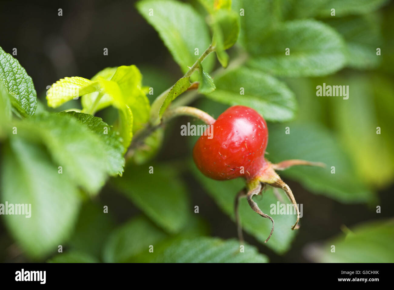 Rose family fruit hi-res stock photography and images - Alamy