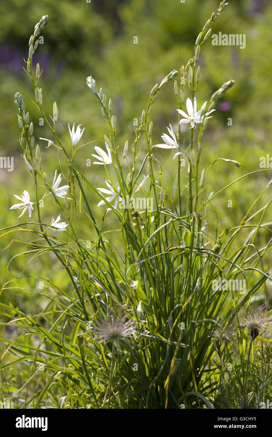 Grass lilies in the meadow Stock Photo - Alamy