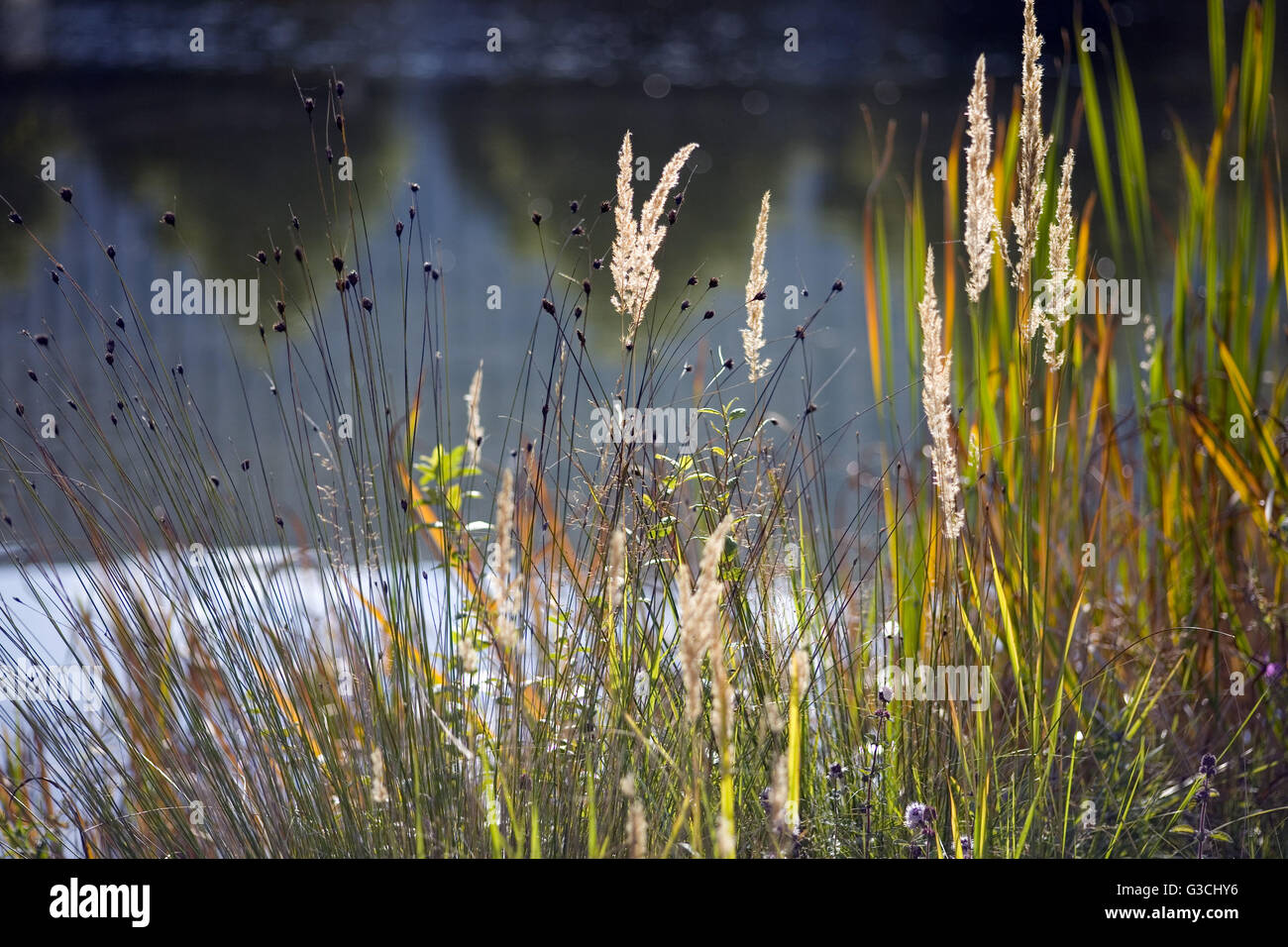 Grass in backlight at the shore Stock Photo - Alamy