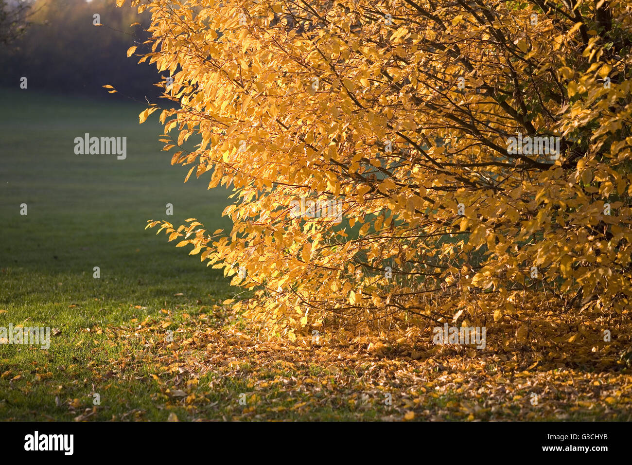 Hornbeam with autumn foliage Stock Photo - Alamy