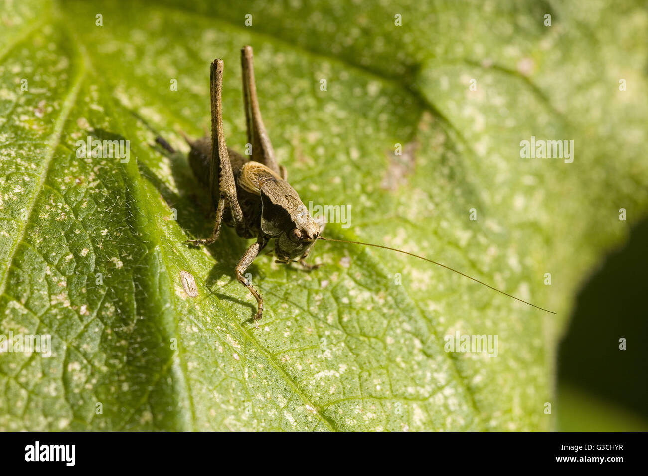 Locust on a leaf Stock Photo - Alamy