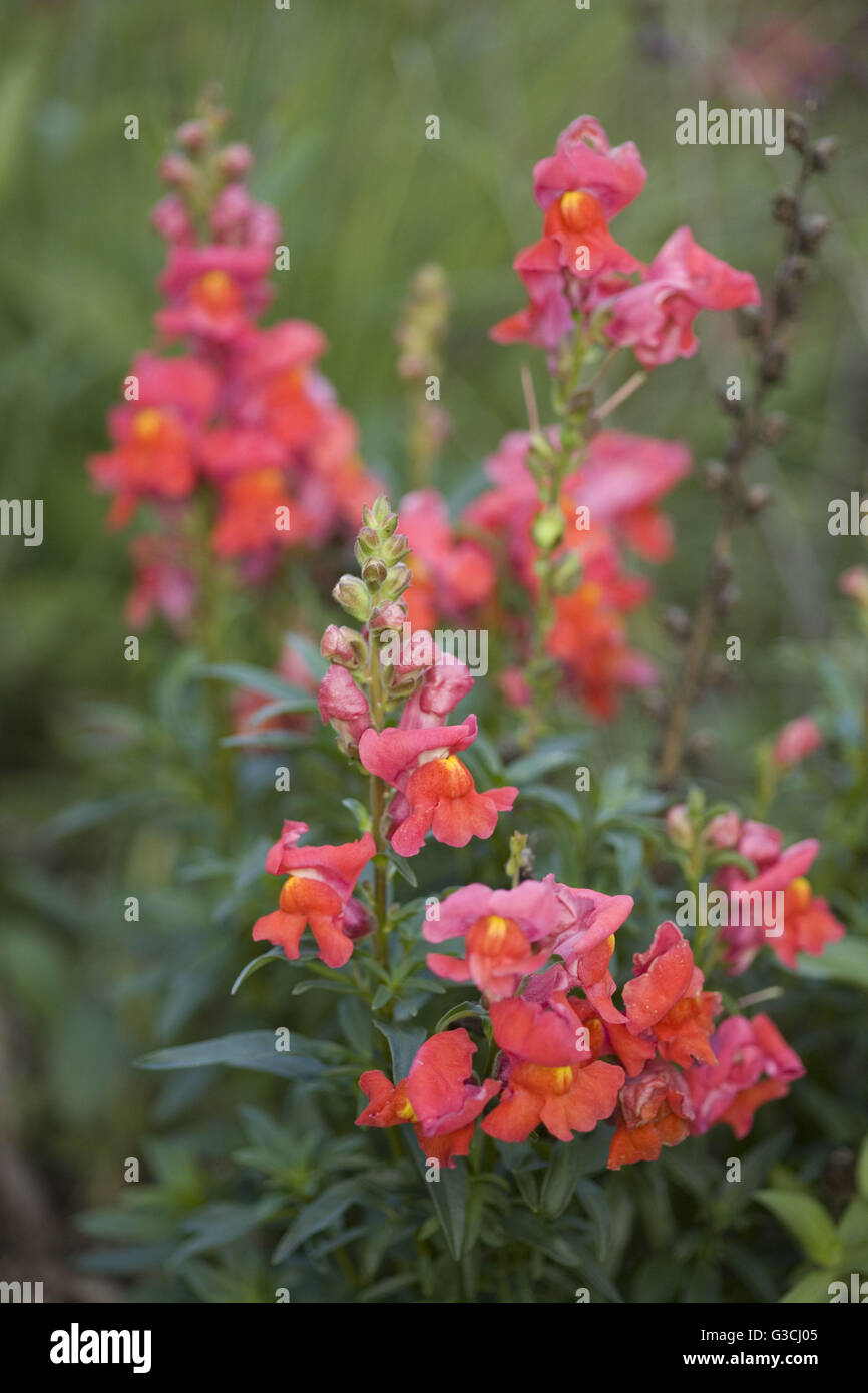 Dragon flowers in the garden Stock Photo - Alamy