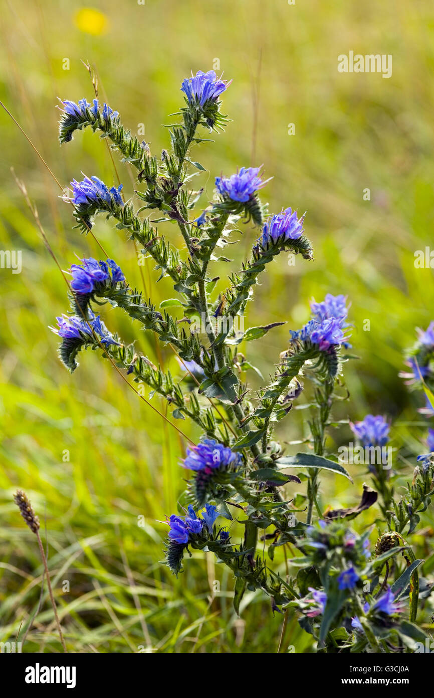 Viper's bugloss in the meadow Stock Photo - Alamy